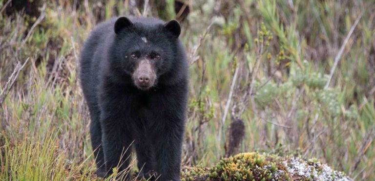 ¿Qué significa que el Parque Nacional Natural Chingaza esté ahora en la ...