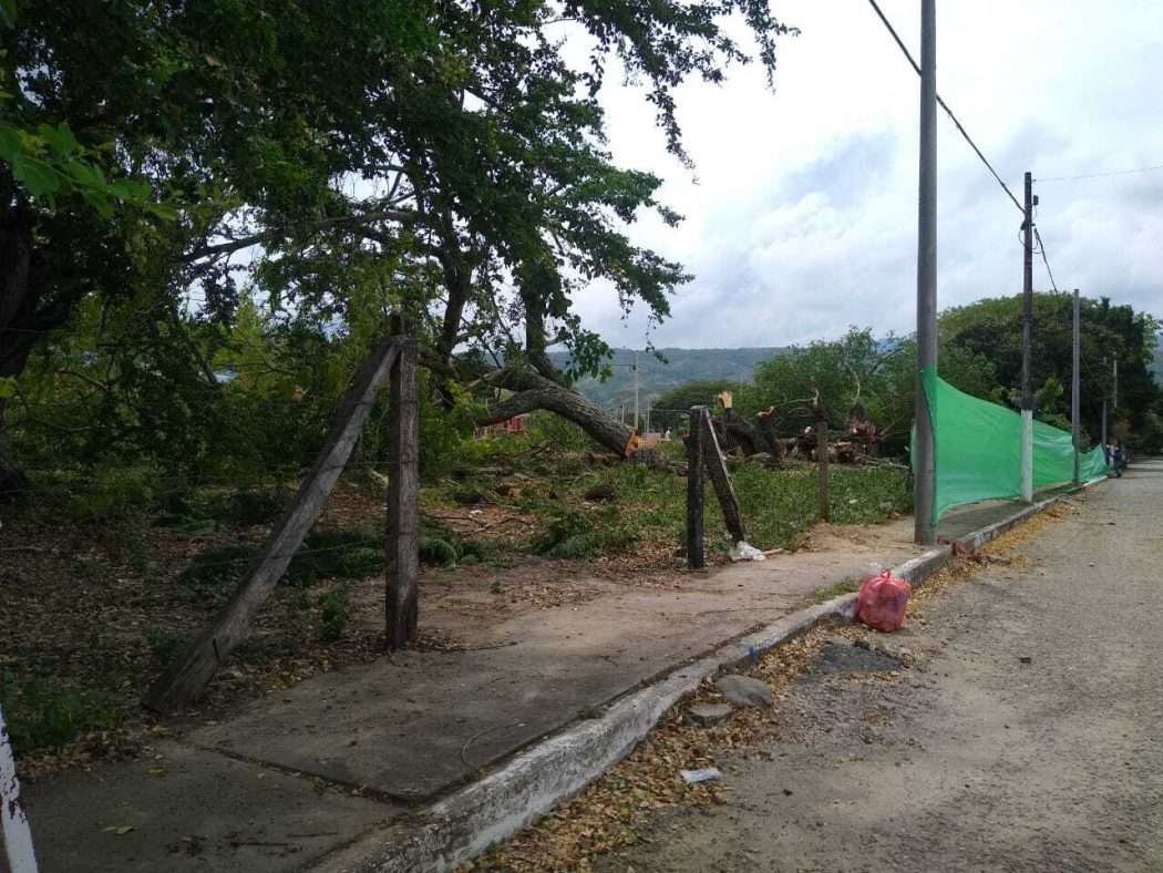 Arboricidio en Venadillo, Tolima. | Ojo Público